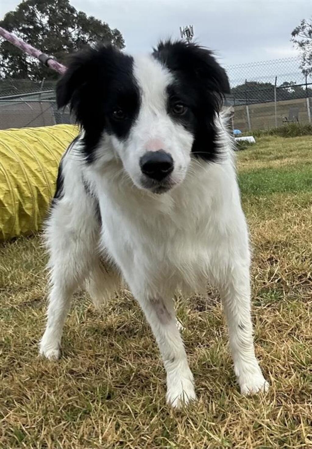 Rocky - Medium Male Border Collie Dog in VIC - PetRescue