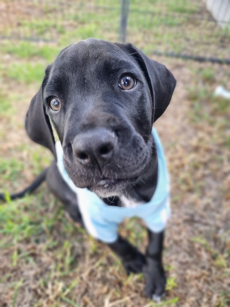 Bumble - Large Male Bullmastiff x Australian Bandog Mix Dog in QLD ...