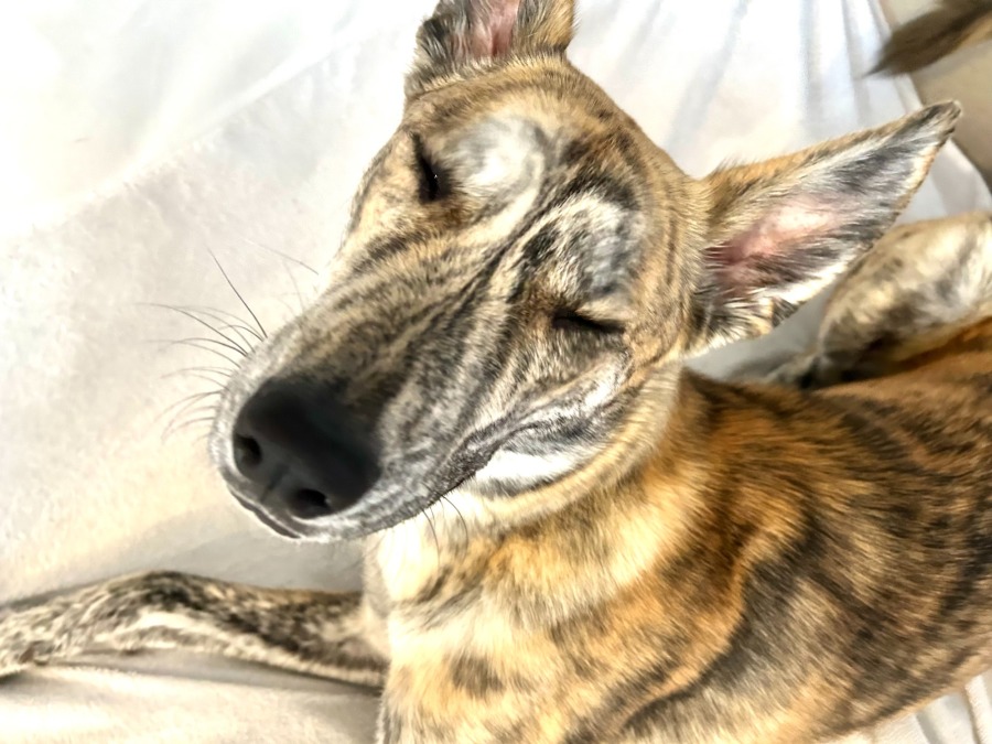 Tigger - Large Male Rhodesian Ridgeback x Siberian Husky Dog in VIC ...