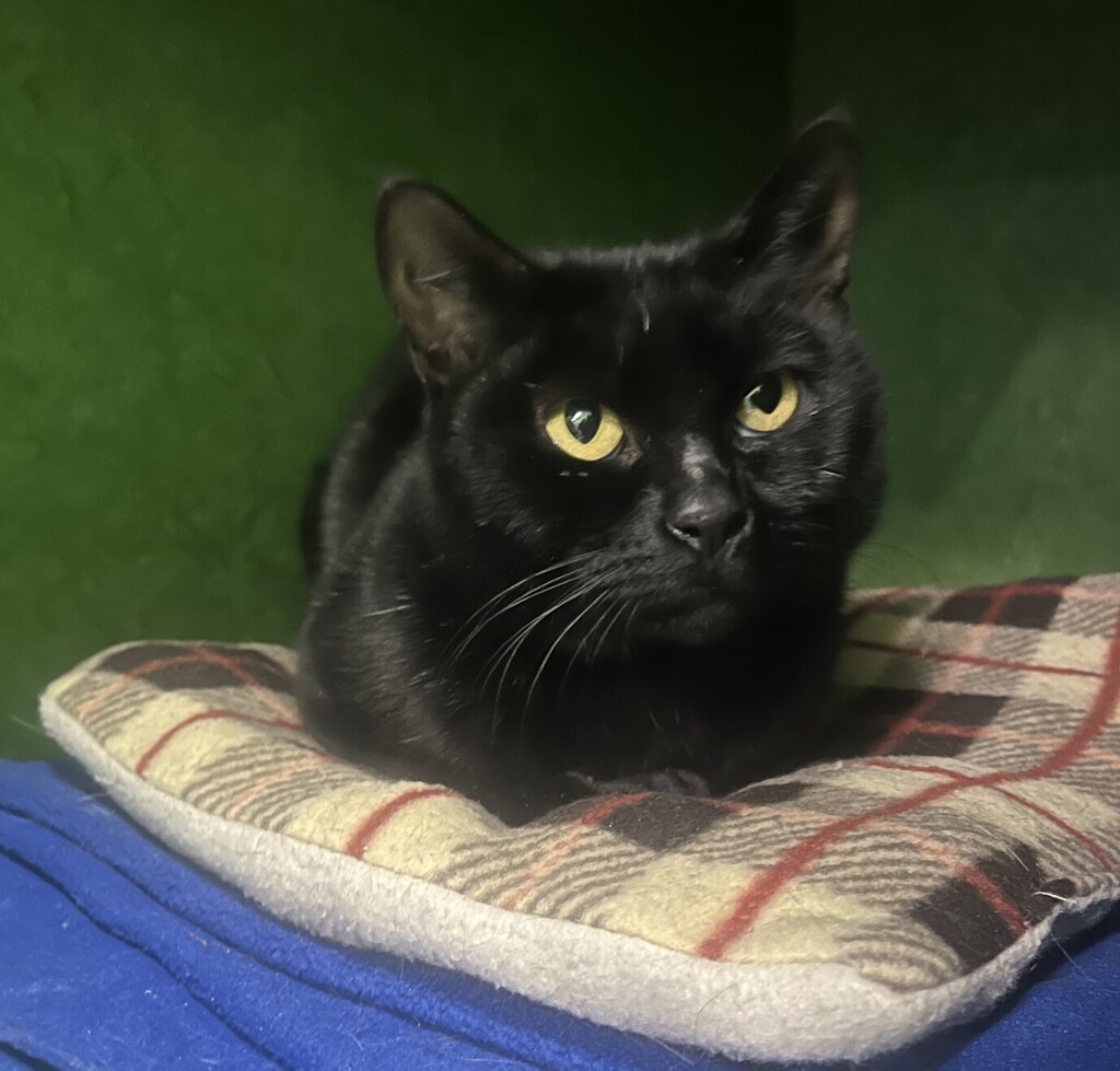 Mystique - Female Domestic Short Hair Cat in VIC - PetRescue