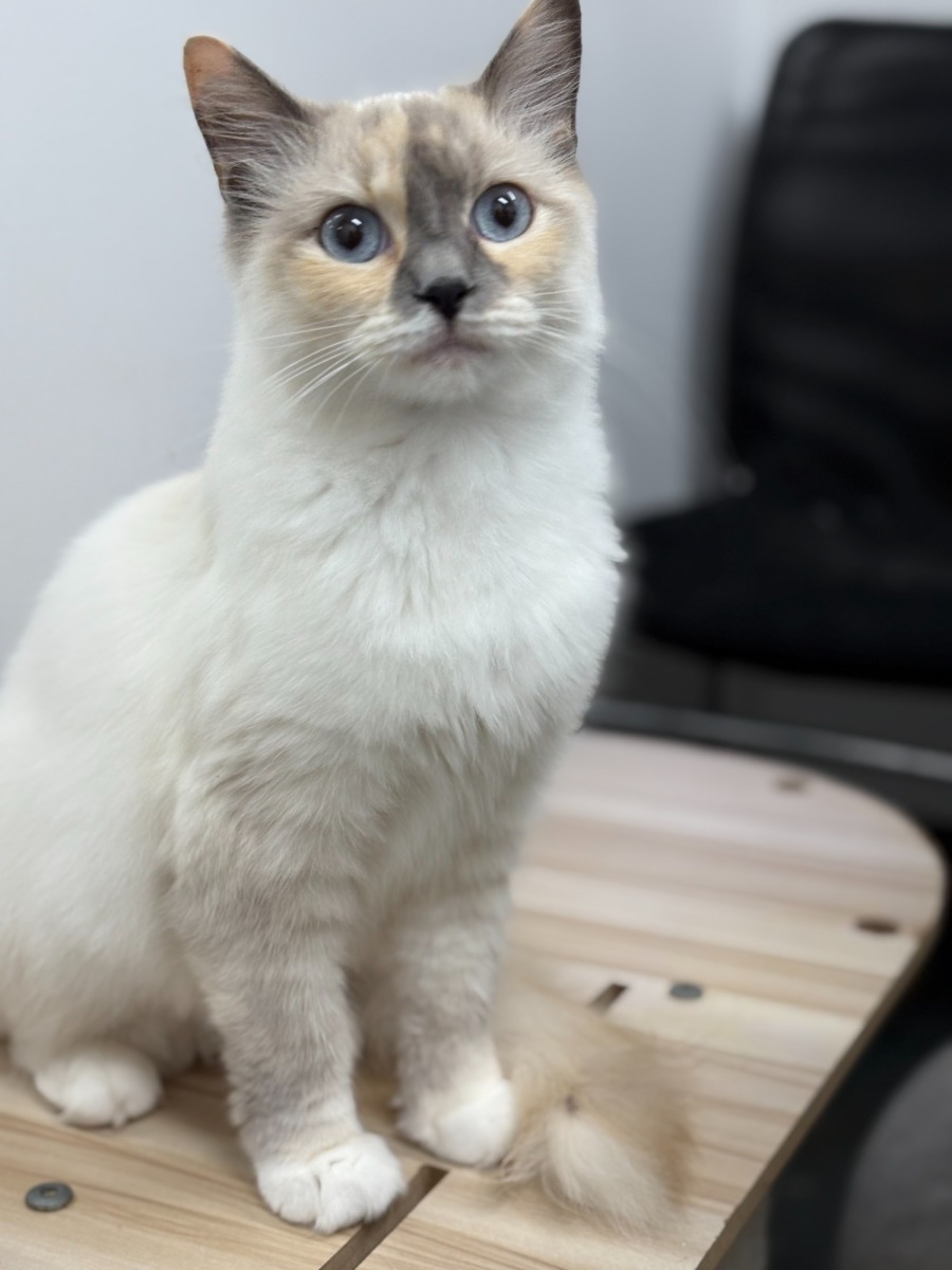 Lola - Female Domestic Medium Hair (DMH) Cat in NSW - PetRescue