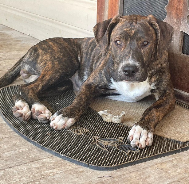 Louie - Medium Male Rhodesian Ridgeback x Mixed breed Mix Dog in WA ...