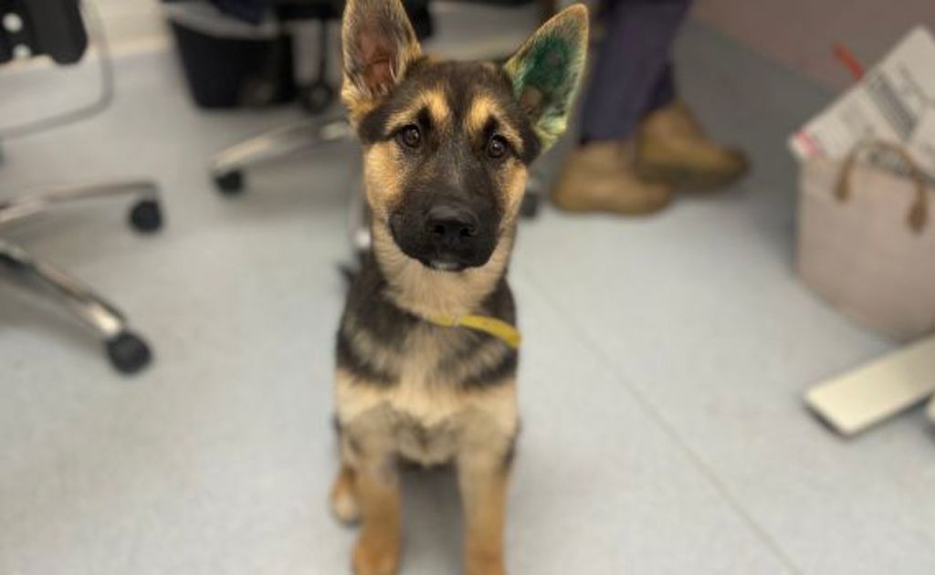 Sierra - Medium Female German Shepherd Mix Dog in VIC - PetRescue