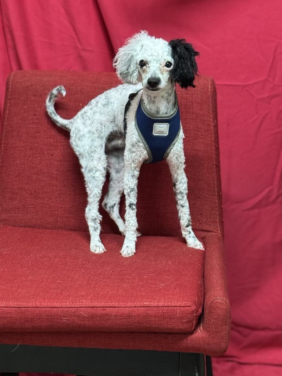Percy - Small Male Poodle (Toy) Dog in QLD - PetRescue