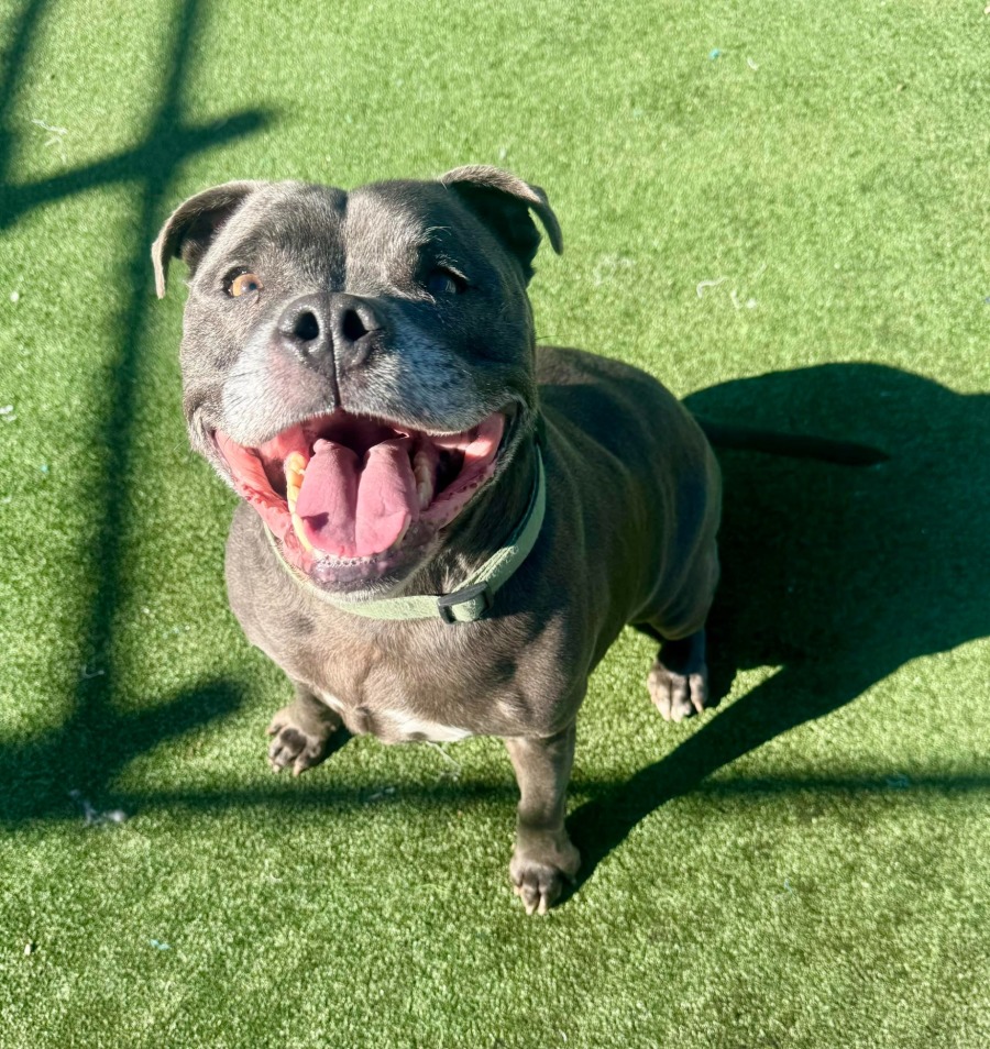 Tyson - Medium Male Staffordshire Bull Terrier Dog in NSW - PetRescue