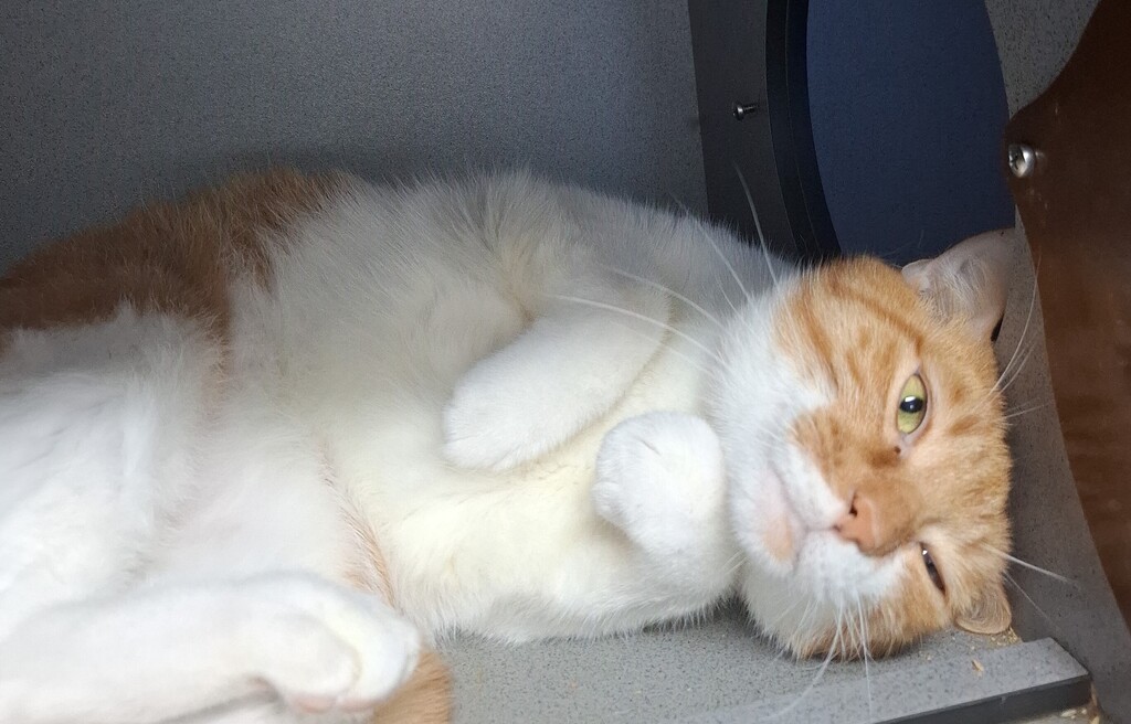 Tiggy - Male Domestic Medium Hair Mix Cat in QLD - PetRescue