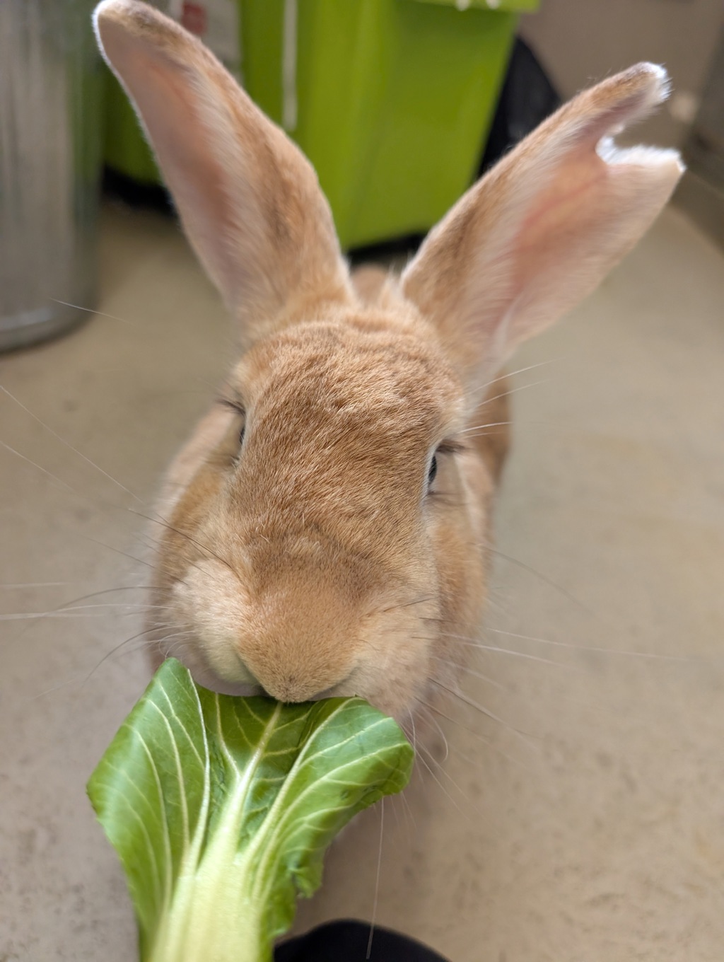 Caramel - Male Bunny Rabbit Mix Rabbit in WA - PetRescue