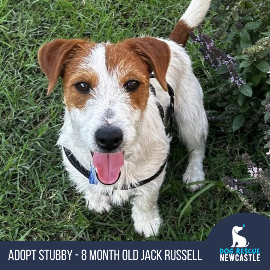 Stubby - 8 Month Old Jack Russell - Small Male Jack Russell Terrier Dog in NSW - PetRescue