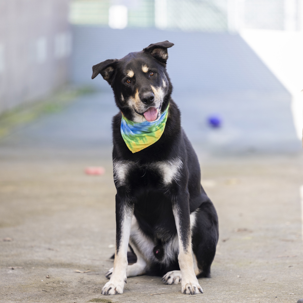 Mac - Large Male Alaskan Malamute x German Shepherd Mix Dog in QLD ...