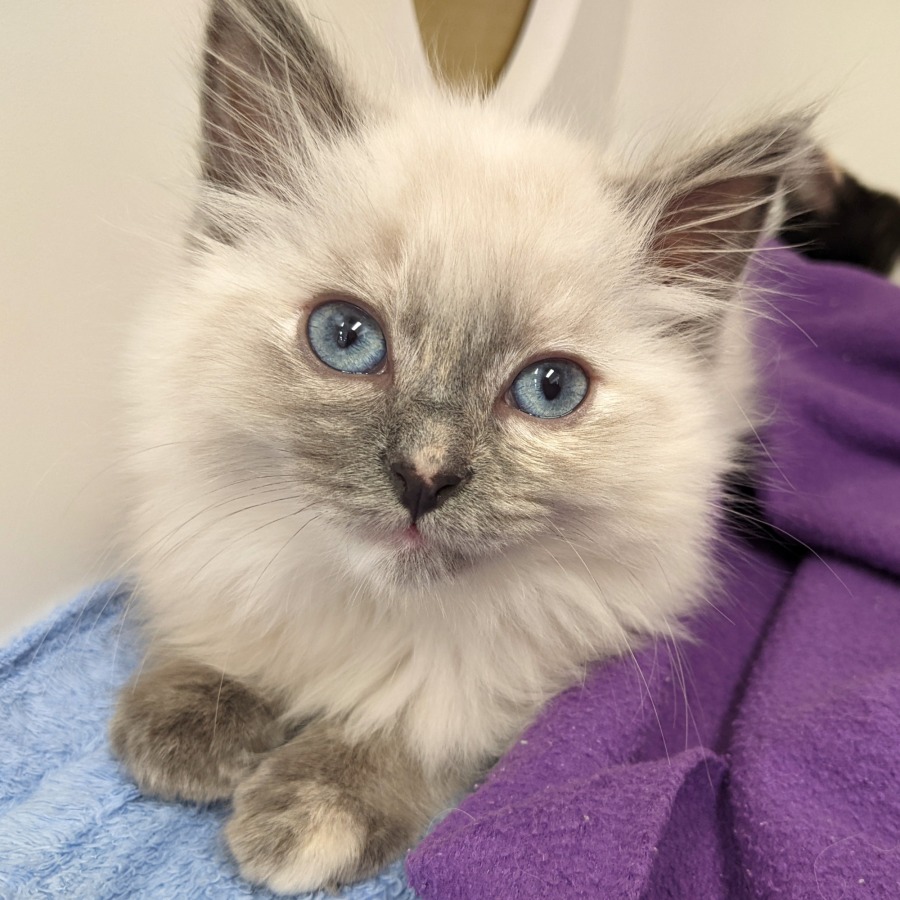 Tumble - Female Ragdoll Mix Cat in NSW - PetRescue