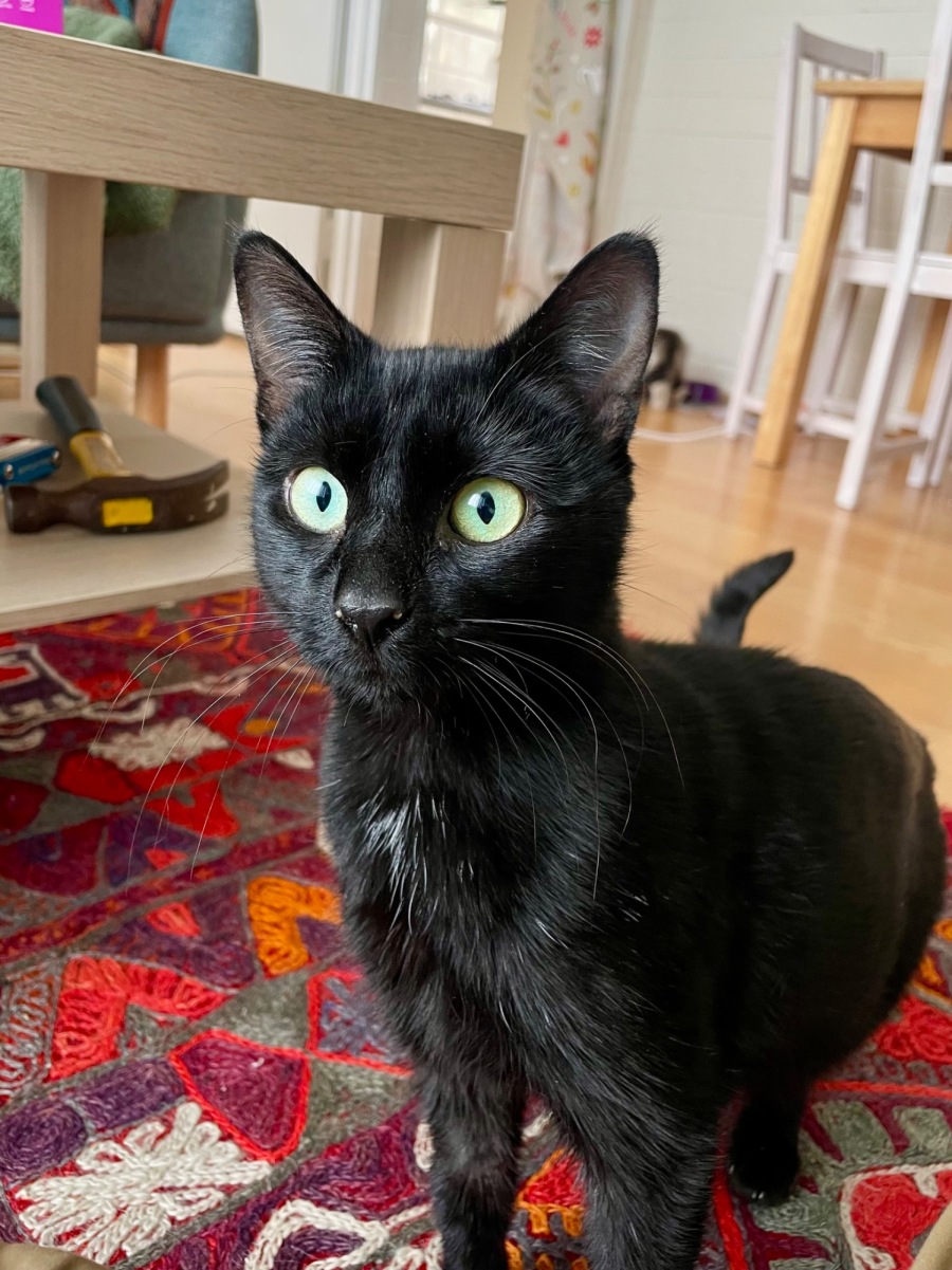 Nyx - Female Domestic Short Hair (DSH) Cat in VIC - PetRescue