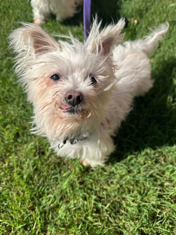 Charlotte - Small Female Maltese Dog in NSW - PetRescue