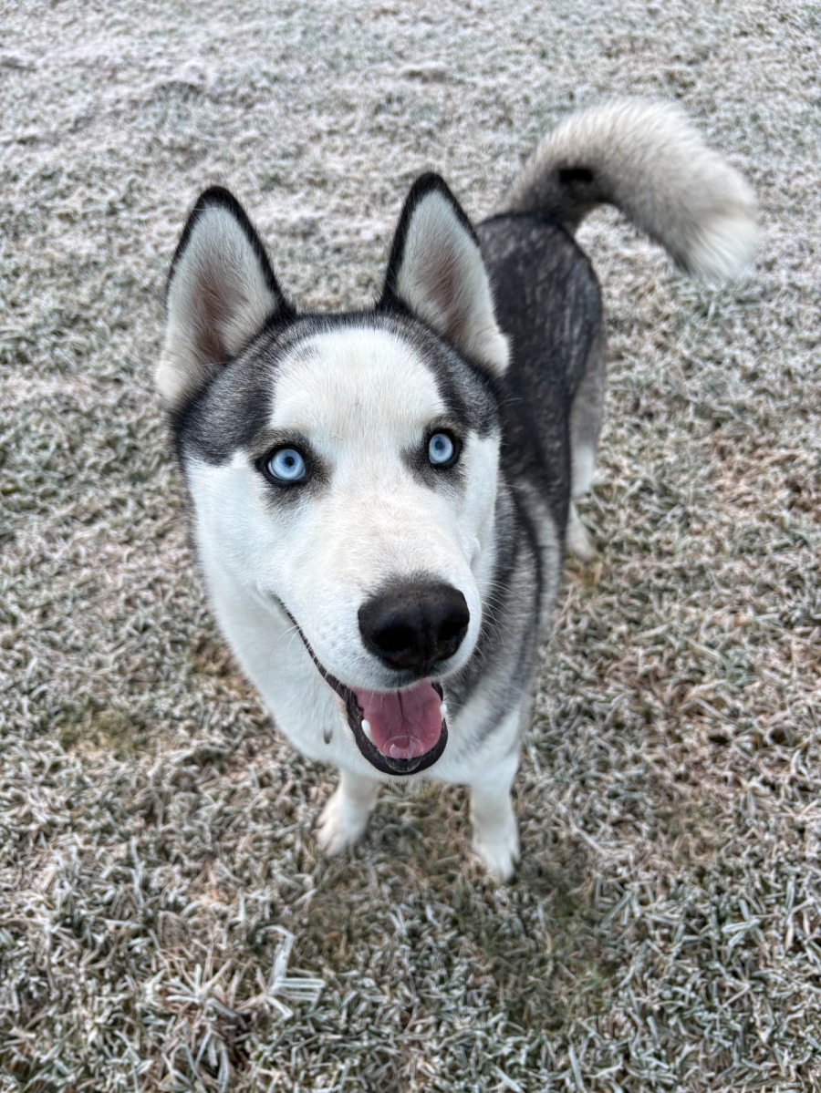 Cheeko - Large Male Siberian Husky Dog in NSW - PetRescue