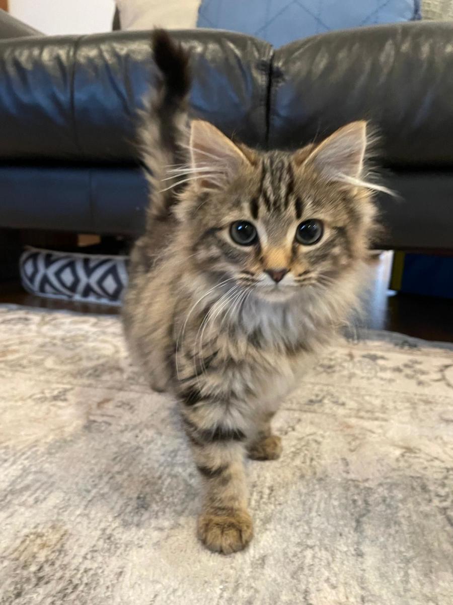 Mr Fluff - Male Domestic Medium Hair (DMH) Cat in VIC - PetRescue