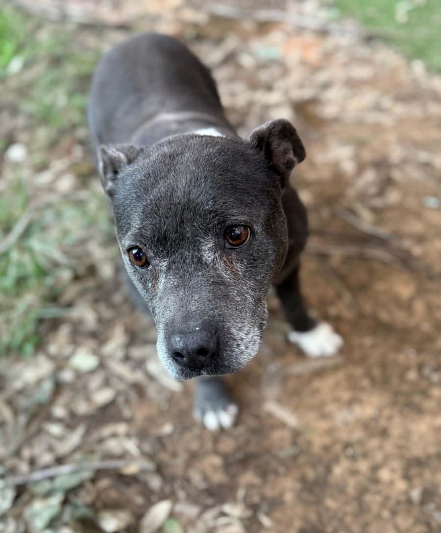 Roxy - Small Female Staffordshire Bull Terrier Dog in NSW - PetRescue