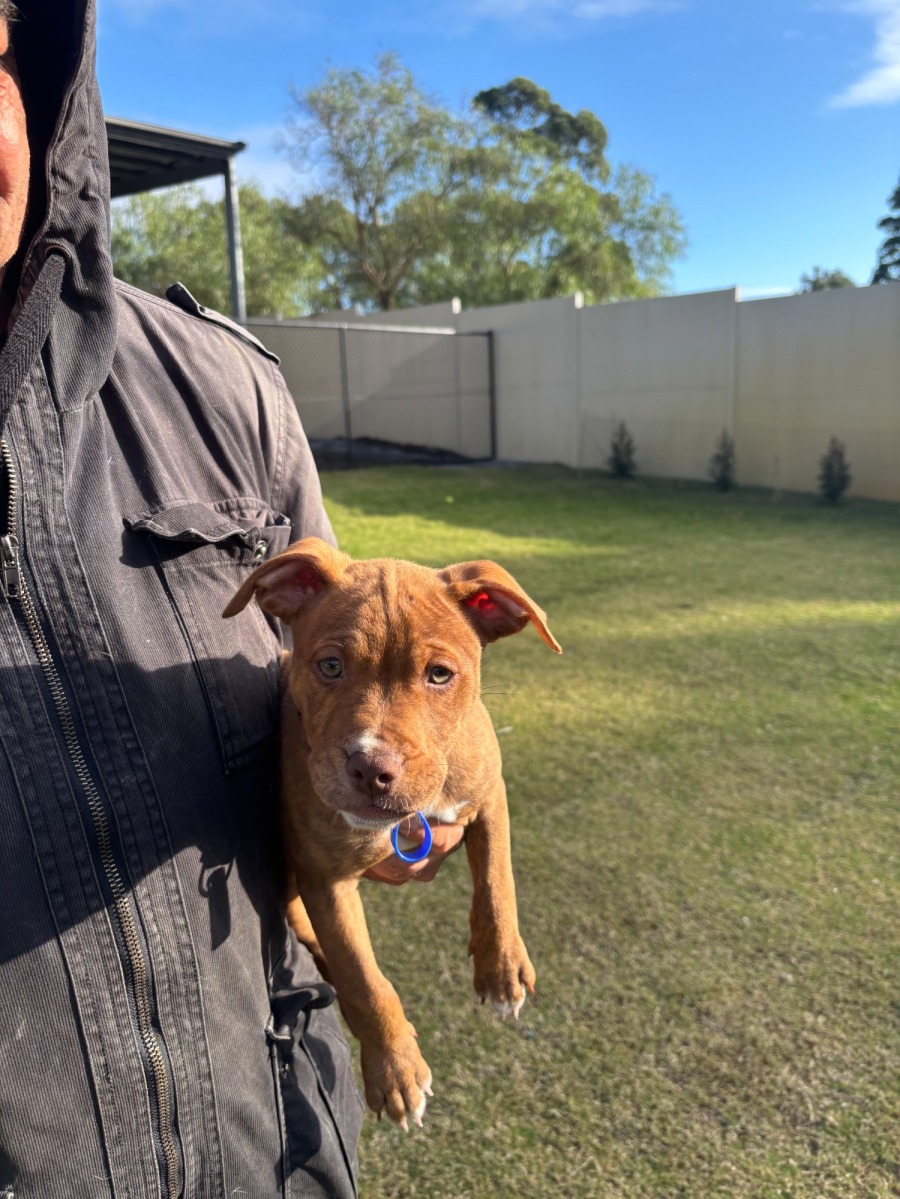 Sage - 4 Month Old Staffy X - Medium Female American Staffordshire ...