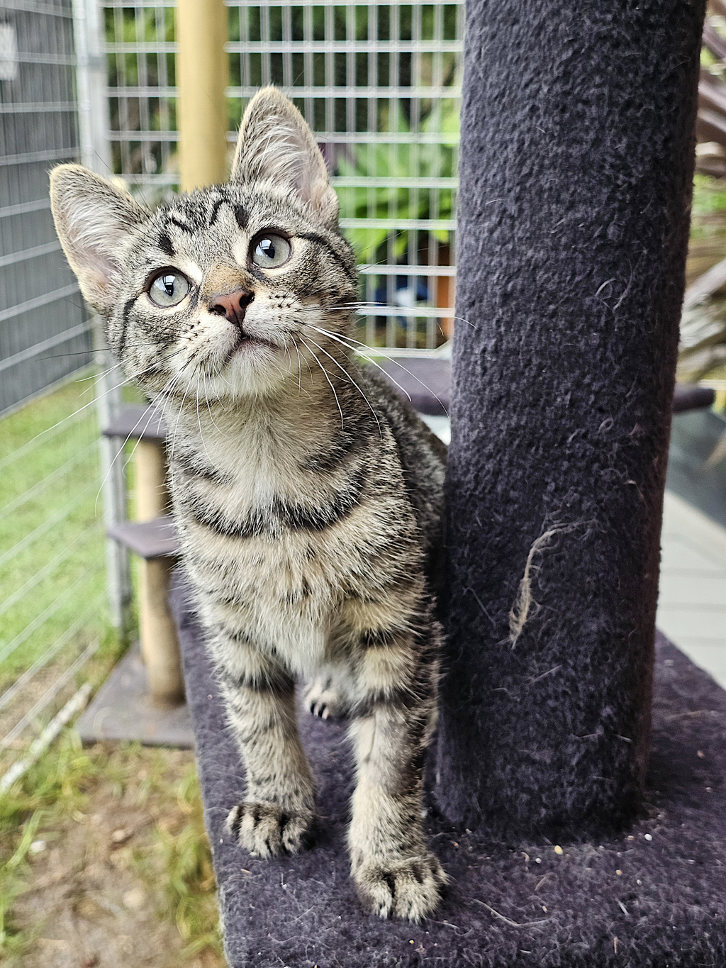 Churro - Male Domestic Short Hair Mix Cat in NSW - PetRescue