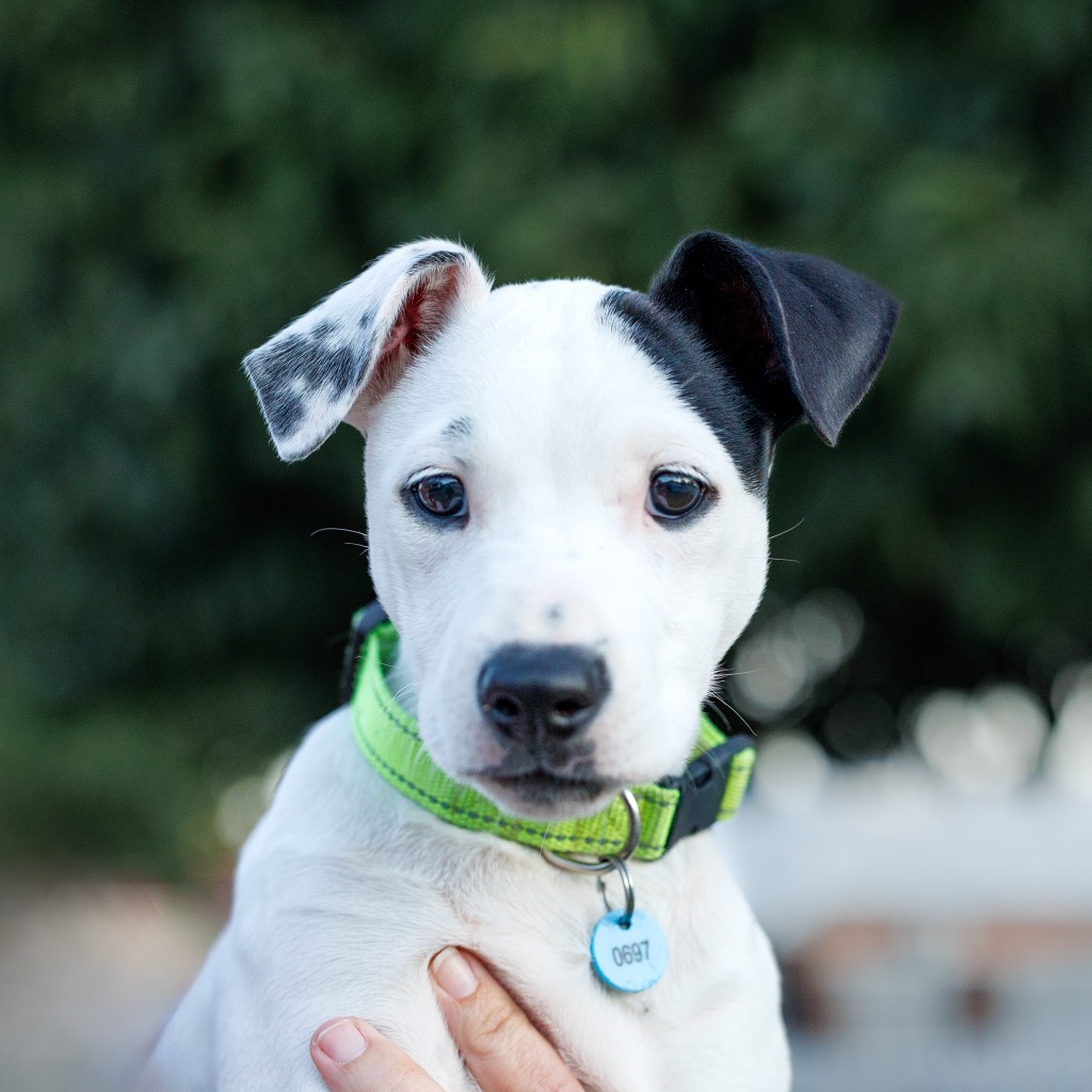 Petunia - Medium Female Mixed breed Dog in WA - PetRescue