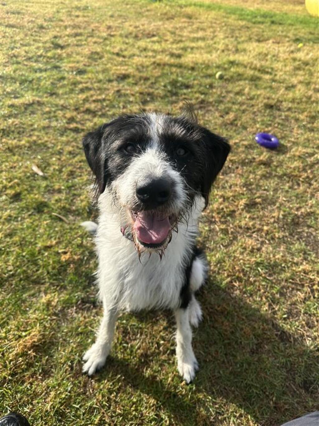 Kia - Large Female Border Collie x Pointer Mix Mix Dog in VIC - PetRescue