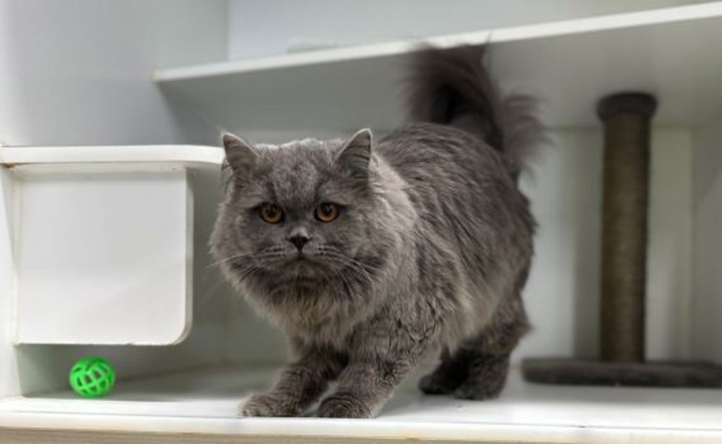 Boris - Male British Shorthair Mix Cat in VIC - PetRescue
