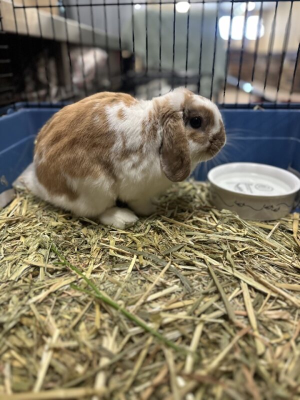 Binx - Male Mini Lop Rabbit in NSW - PetRescue