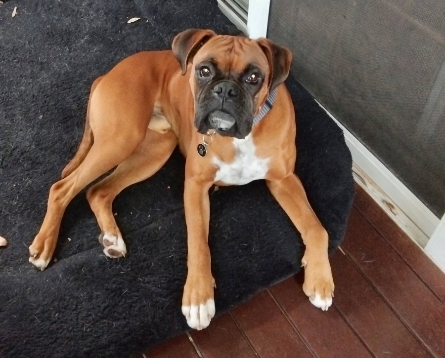 Charlie - Medium Male Boxer Dog in NSW - PetRescue