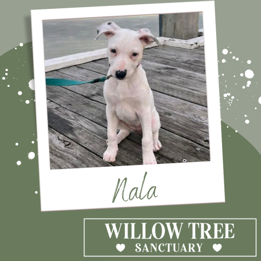 Nala - Medium Female Australian Cattle Dog Mix Dog in NSW - PetRescue