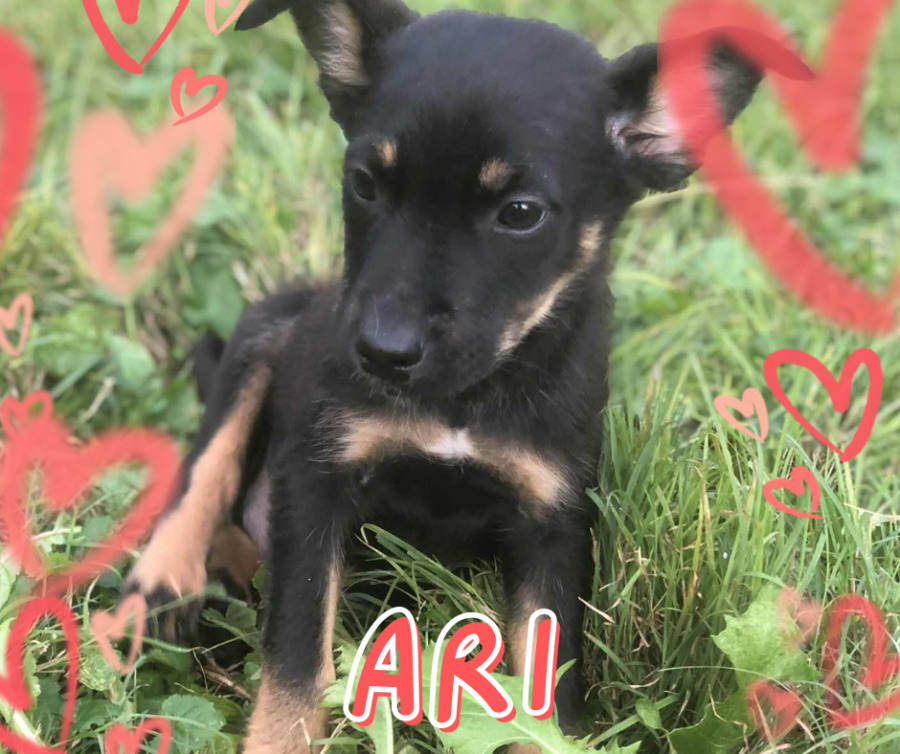 Ari - Medium Male German Shepherd Dog Mix Dog in NSW - PetRescue