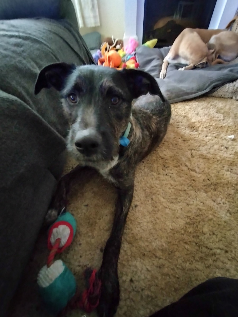 Reggie - Medium Female Mixed breed Dog in VIC - PetRescue