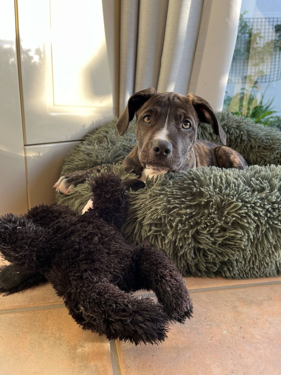 Niran - Medium Male Bullmastiff x Staffordshire Bull Terrier Mix Dog in QLD - PetRescue