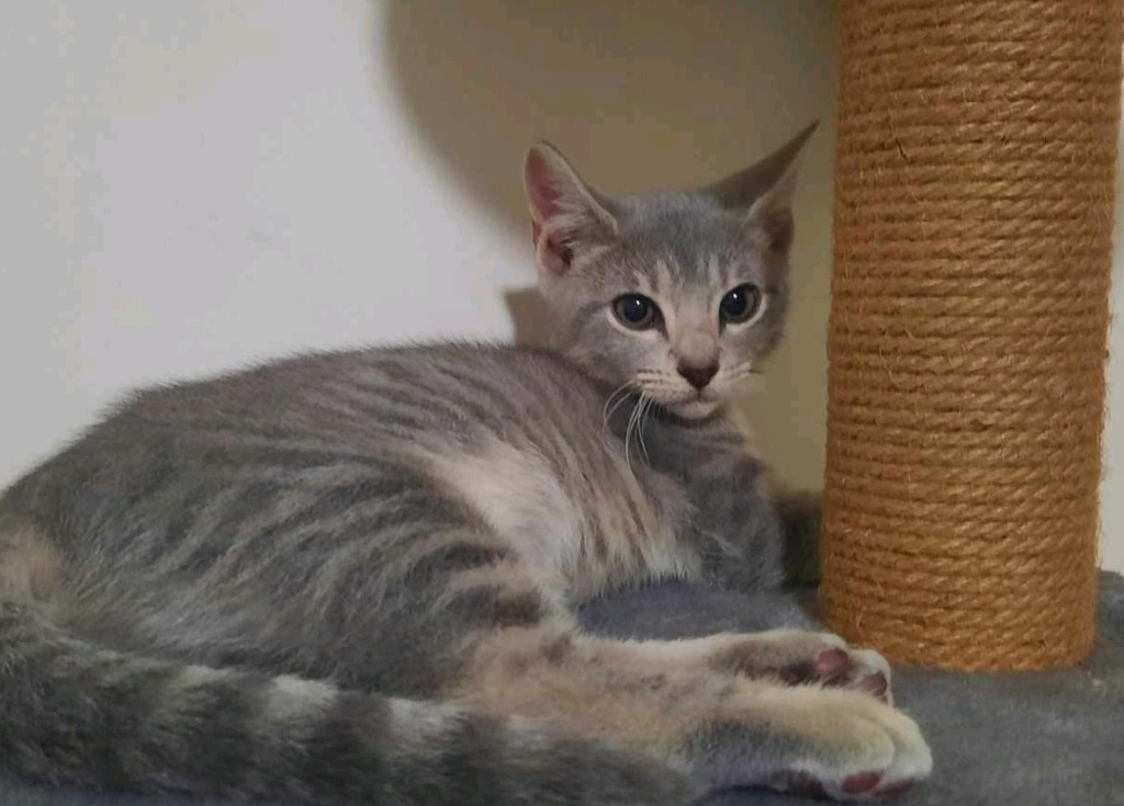 Edie (K46) - Female Domestic Short Hair (DSH) Mix Cat in QLD - PetRescue