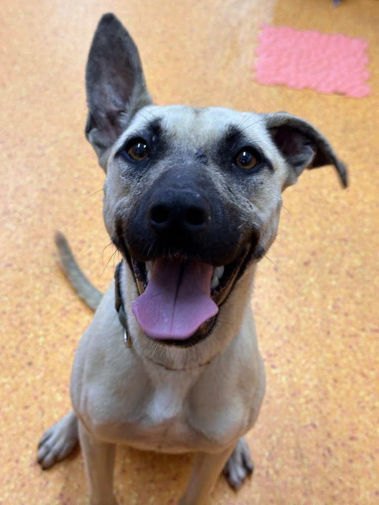 Lilith - Medium Female English Staffordshire Bull Terrier Mix Dog in QLD - PetRescue