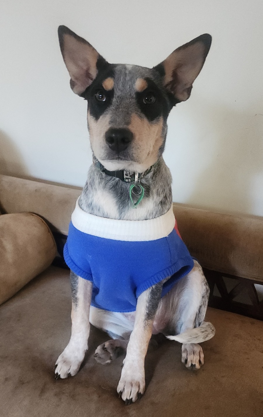 Darlene - Medium Female Australian Cattle Dog Mix Dog in NSW - PetRescue