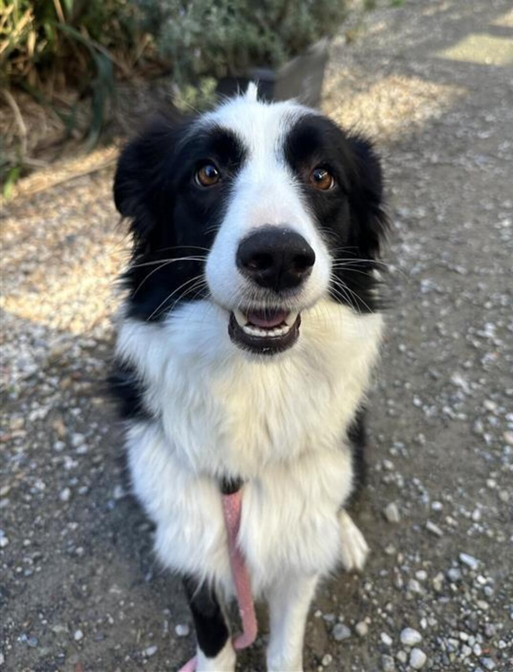 Layla - Medium Female Border Collie Dog in VIC - PetRescue