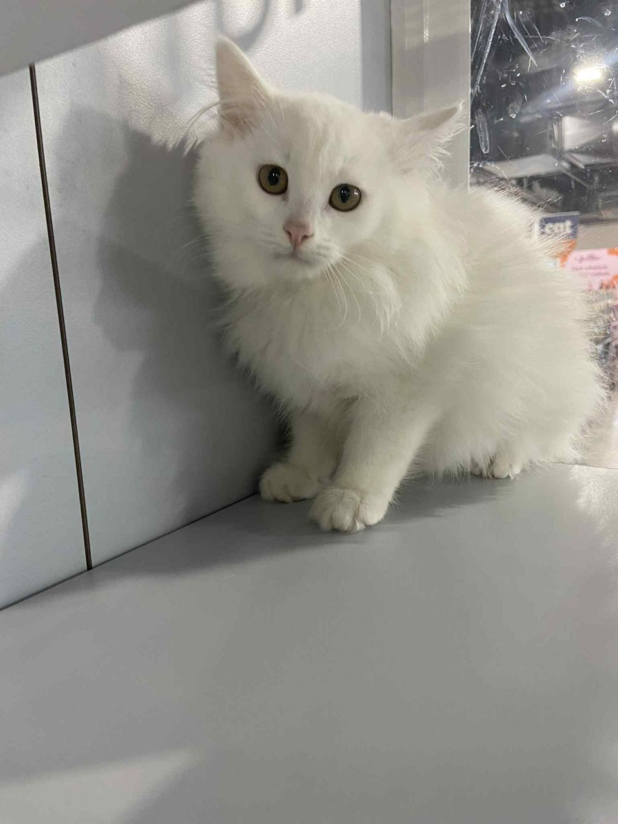 Aster - Male Domestic Long Hair (DLH) Cat in VIC - PetRescue