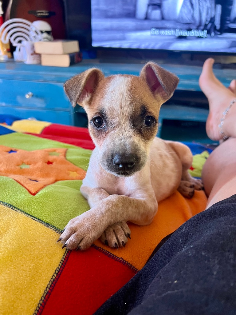 Nancy - Medium Female Mixed breed Dog in WA - PetRescue