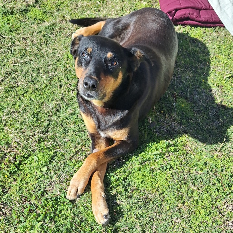 Roxy - Medium Female Australian Kelpie Dog in QLD - PetRescue