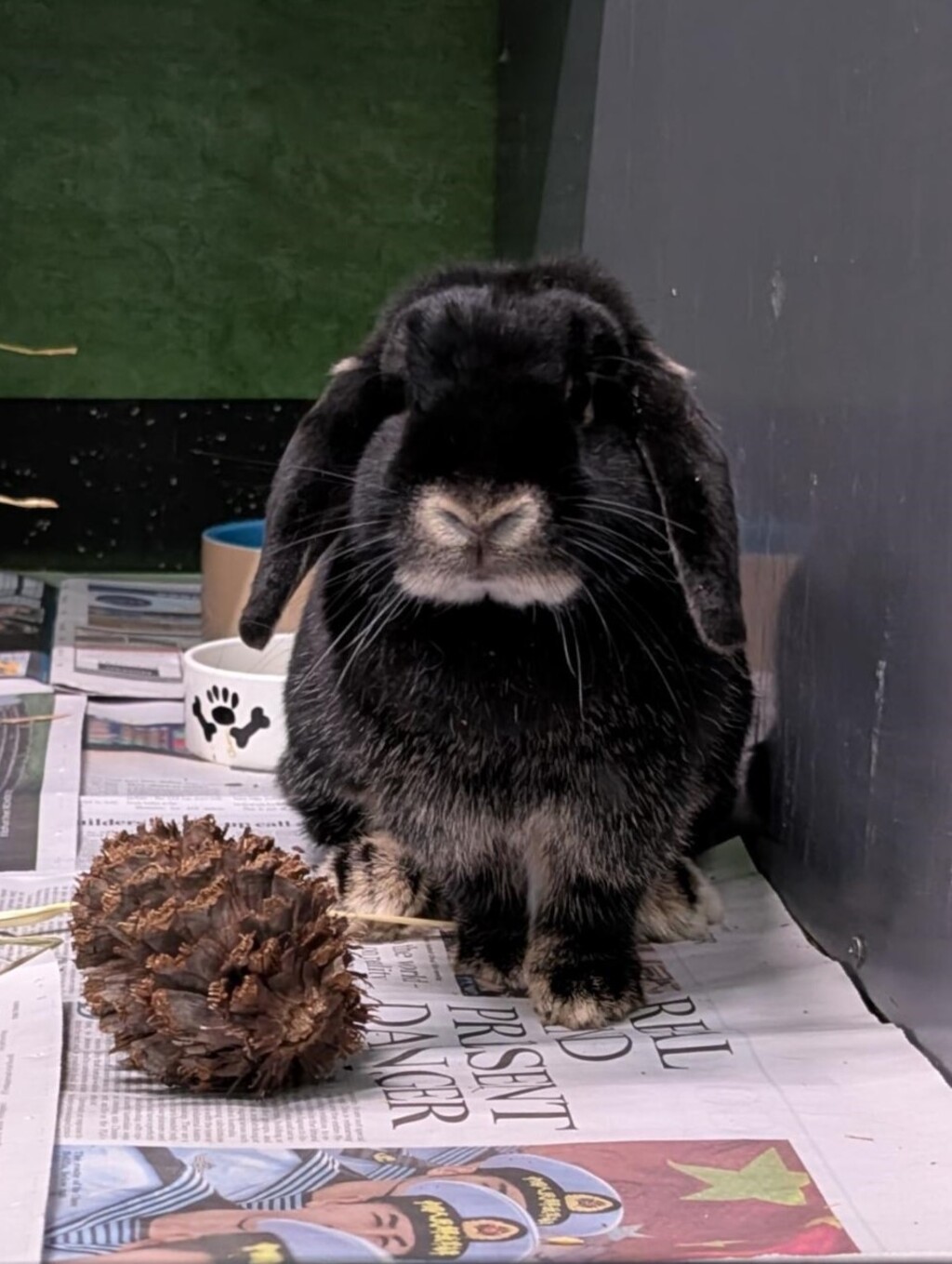 Oreo - Female Lop Eared Rabbit in VIC - PetRescue