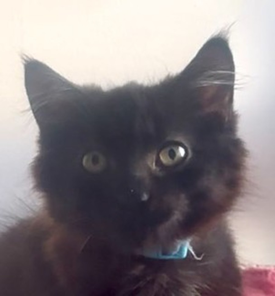 Mervin - Male Domestic Medium Hair (DMH) Cat in QLD - PetRescue