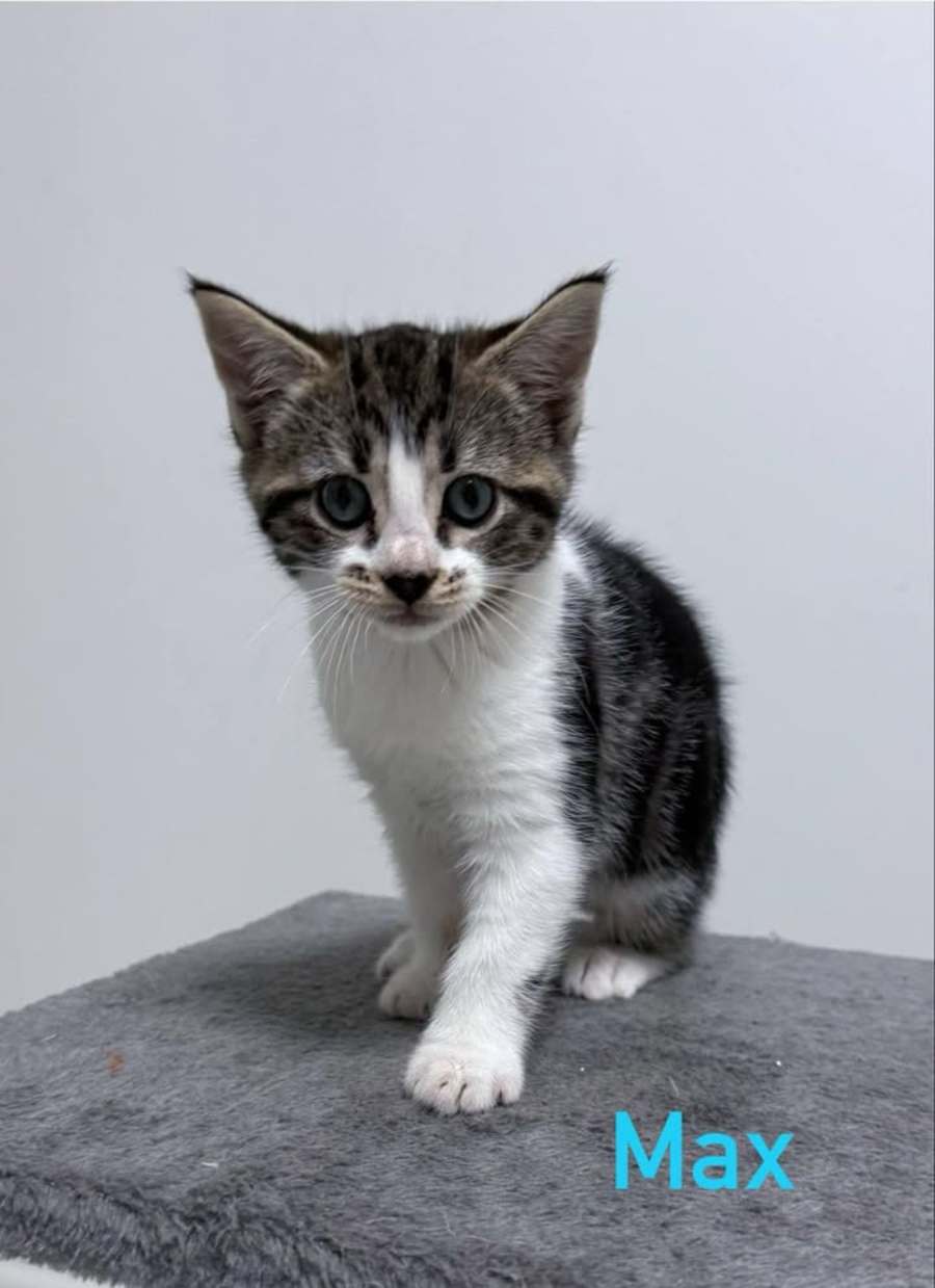 Max - Male Domestic Short Hair (DSH) Cat in NSW - PetRescue