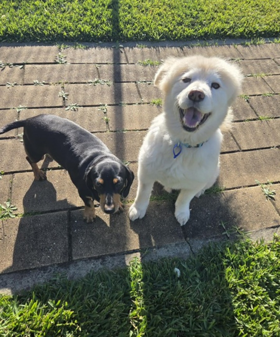 Ghost & Zeke - 9&7 YO Spitz & Dachshund - Small Male Japanese Spitz x ...