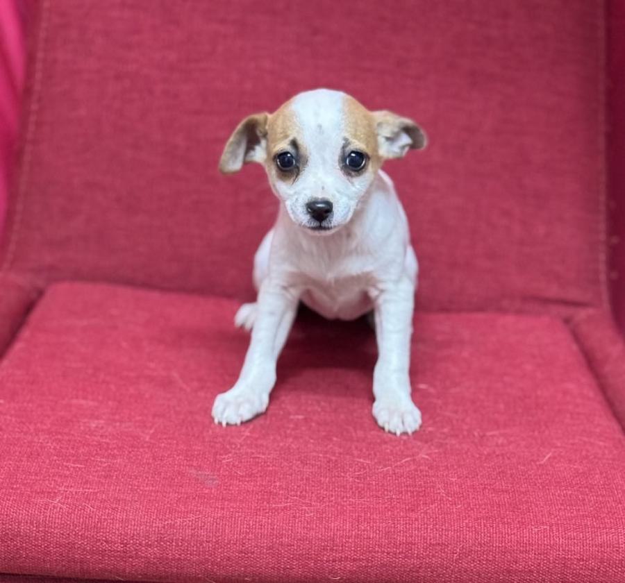 Terri - Small Female Fox Terrier (Miniature) Dog in QLD - PetRescue