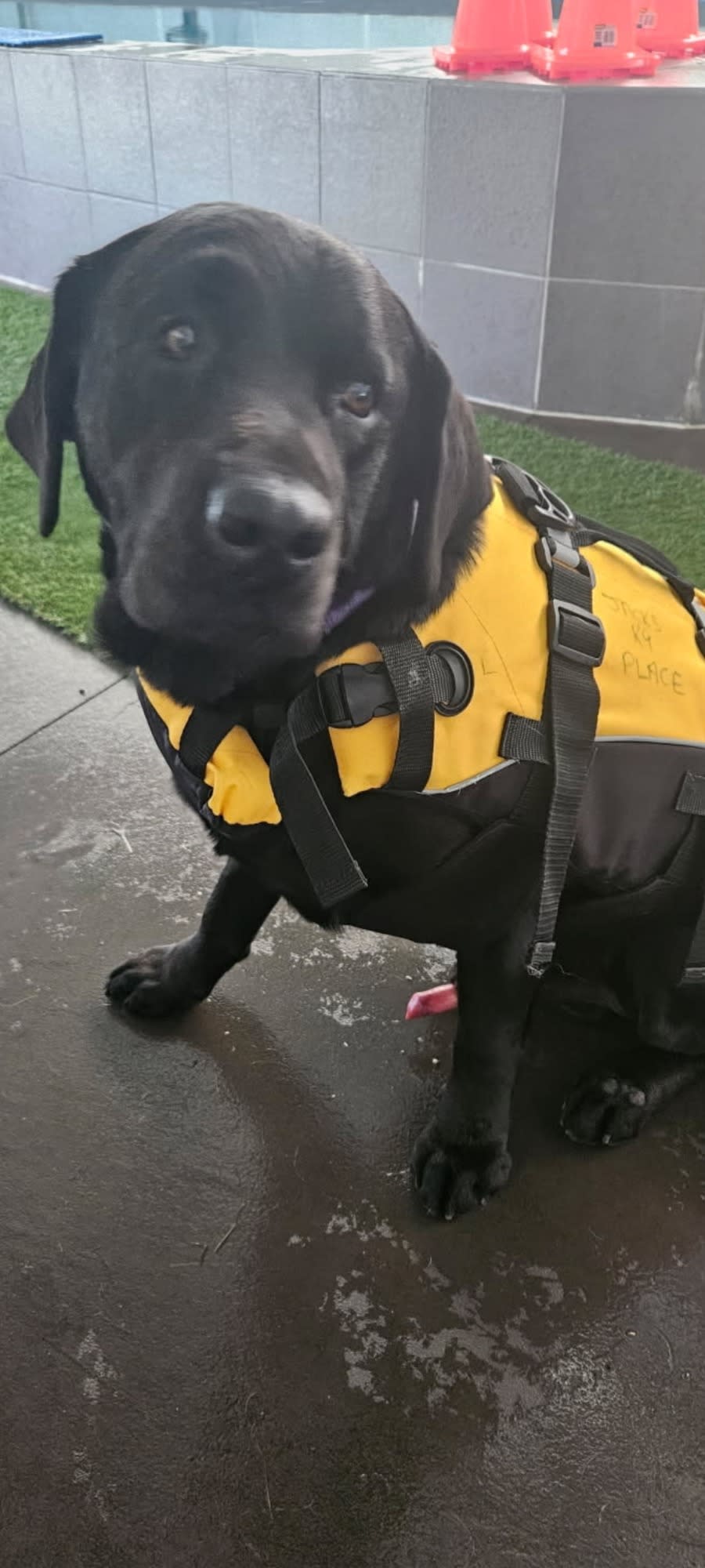 Harper - Large Male Labrador Retriever Dog in VIC - PetRescue