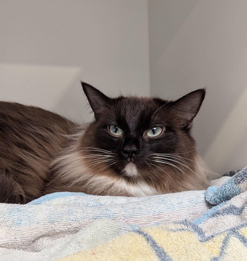 Willow - Female Layanese Mix Cat in QLD - PetRescue