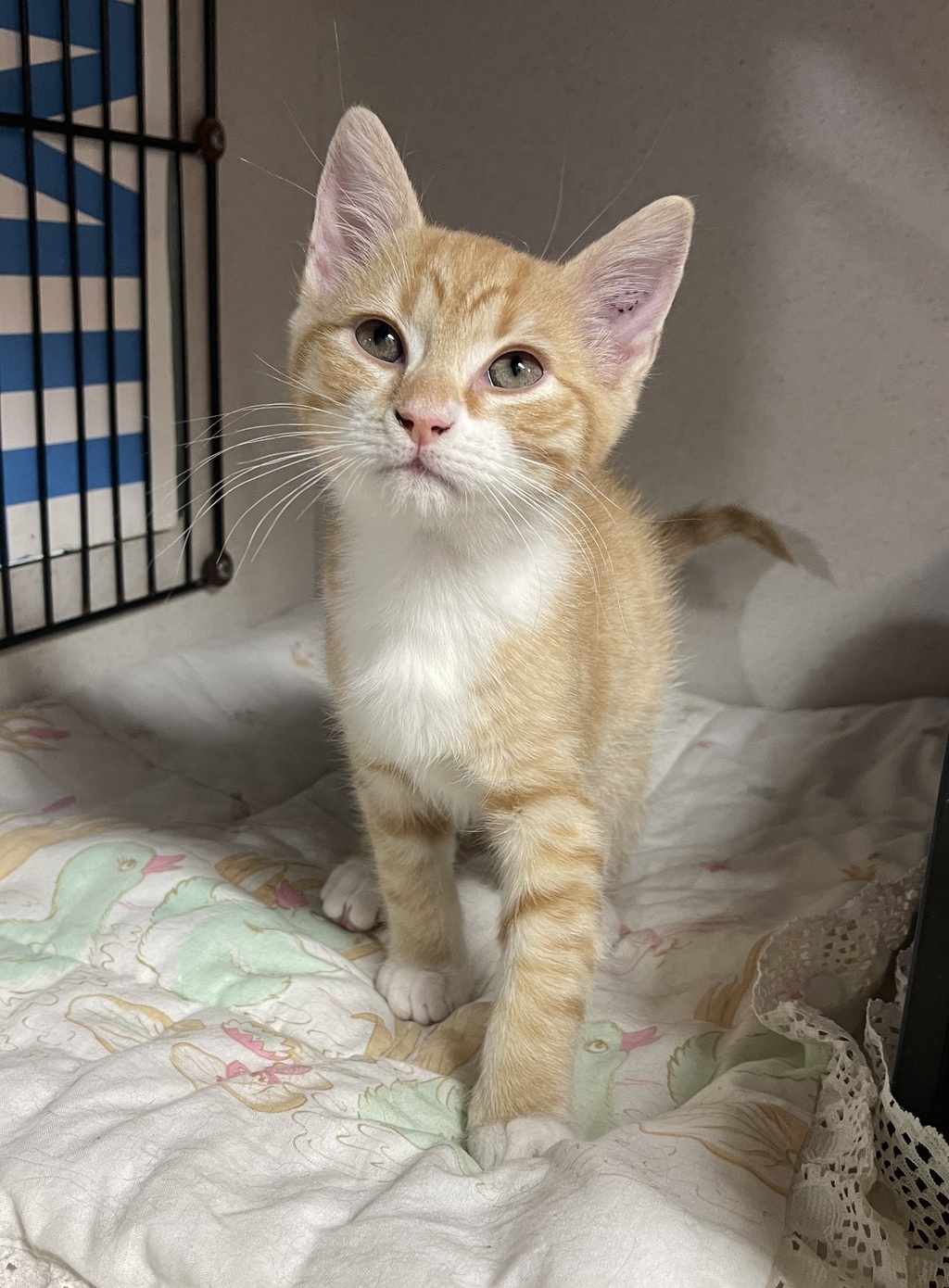 Crumpet - Male Domestic Short Hair Mix Cat in QLD - PetRescue