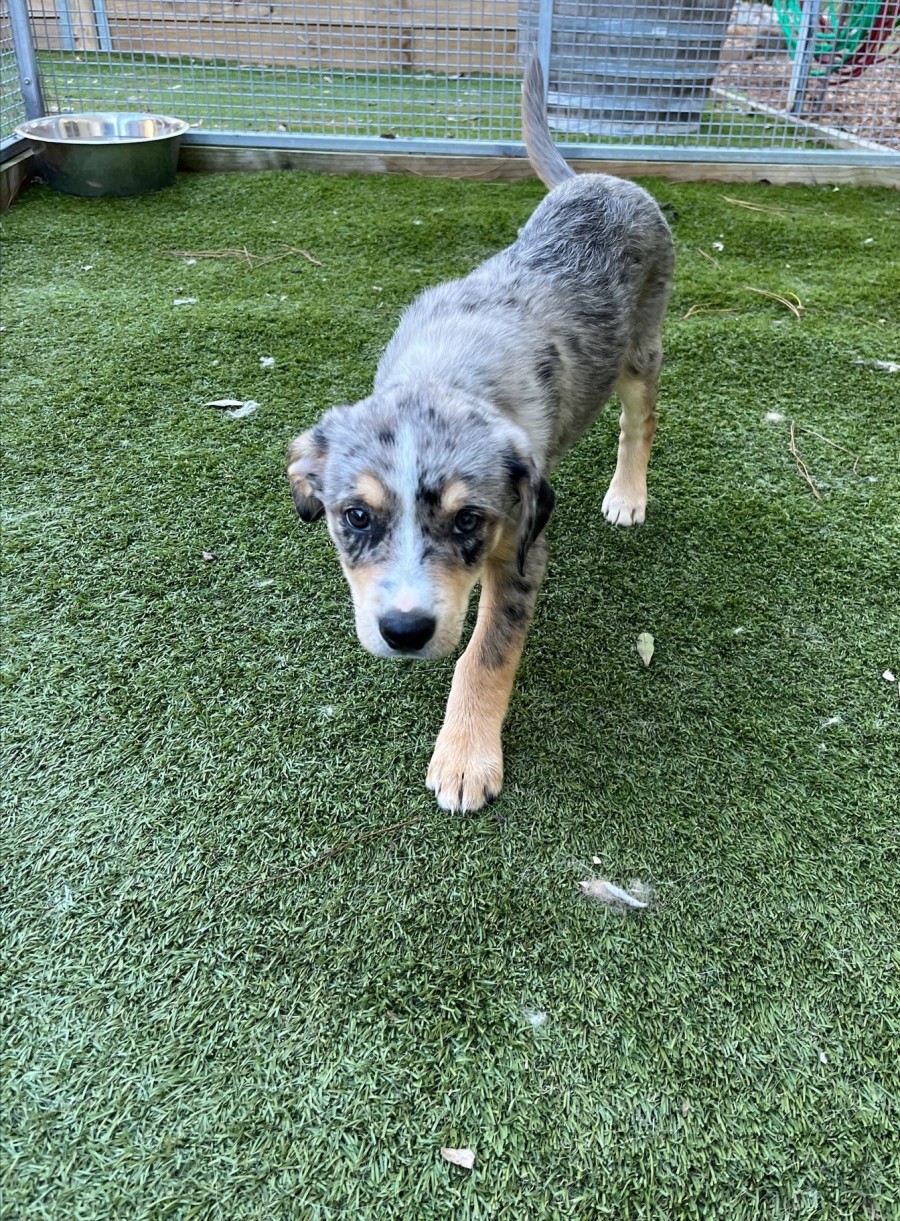 Bluey - Medium Female Border Collie x Australian Koolie Mix Dog in NSW ...