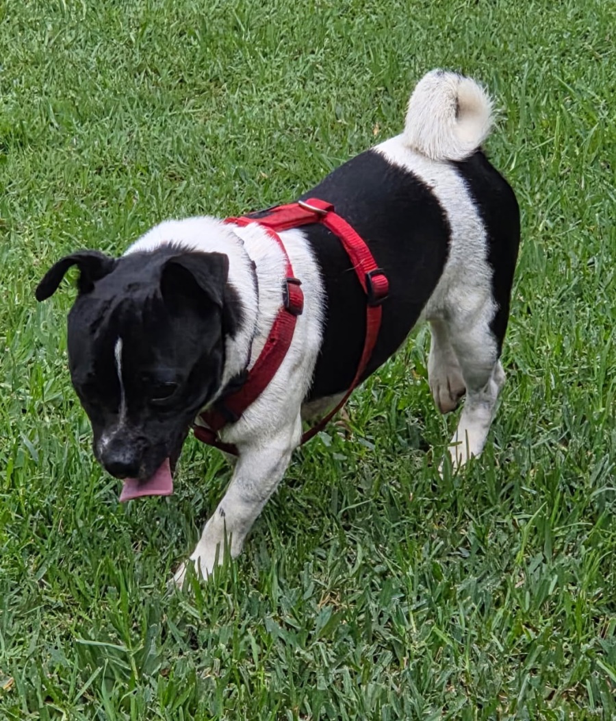 Dash - Small Male Pug x Fox Terrier Mix Dog in NSW - PetRescue