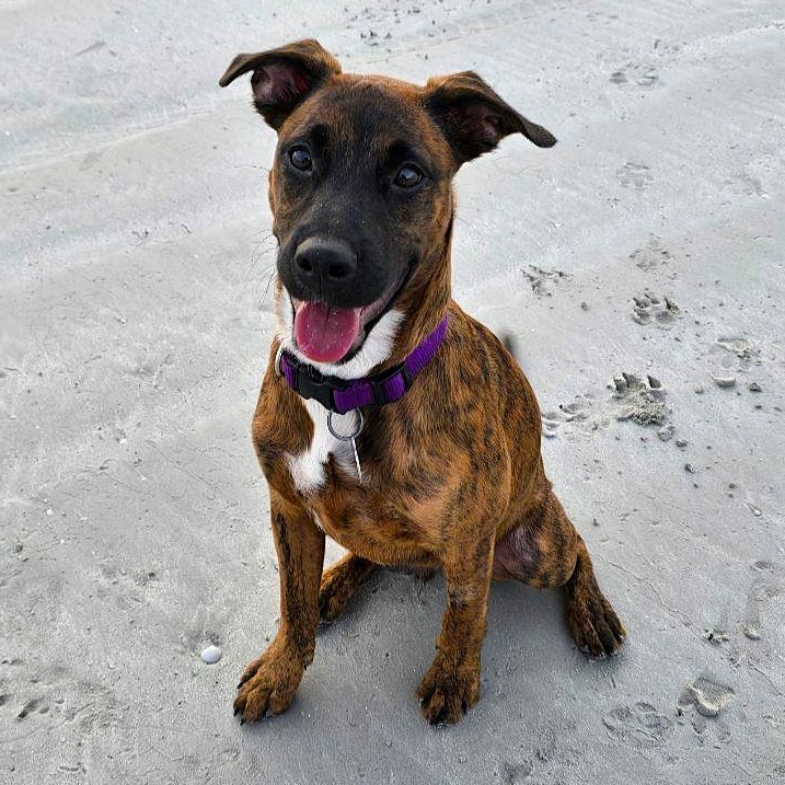 Geronimo - Medium Male Mixed breed Dog in WA - PetRescue