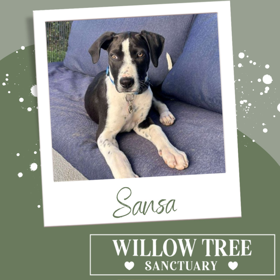 Sansa - Large Female Great Dane Mix Dog in QLD - PetRescue