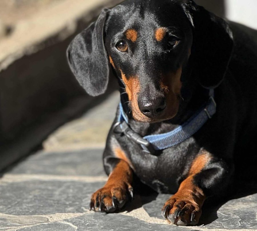Henry - Small Male Dachshund (Smooth Haired) Dog in QLD - PetRescue